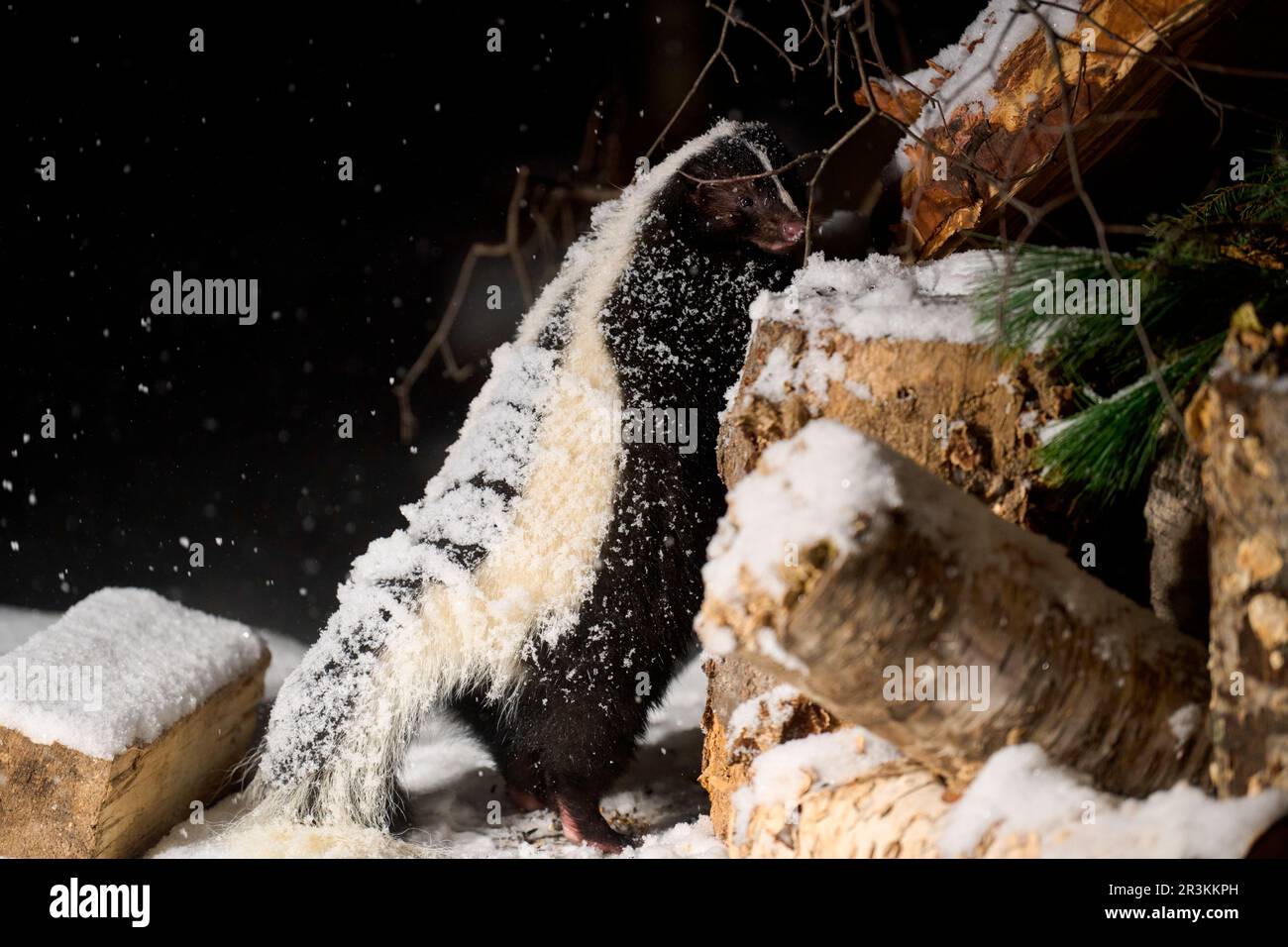 Striped skunk (Mephitis mephitis) under a bird feeder looking for seeds ...