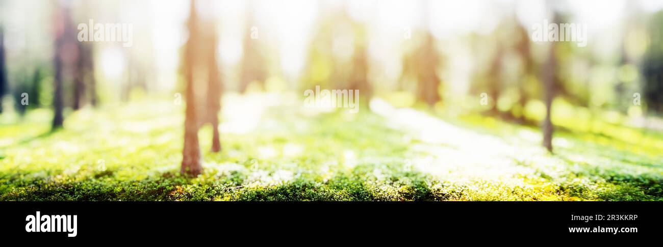 Summer forest panorama - beautiful green natural landscape Stock Photo ...