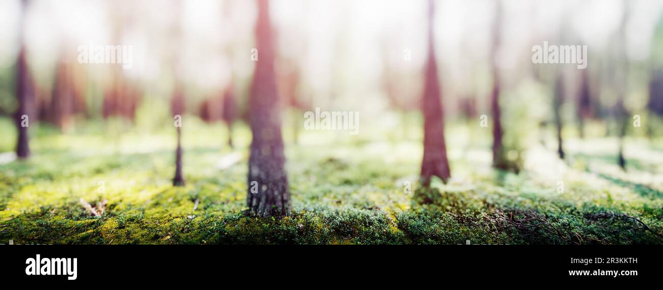 Forest blur panorama. Beautiful green landscape nature background Stock ...