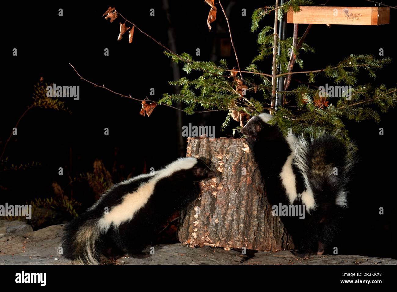 Striped skunks (Mephitis mephitis) under a bird feeder in a night ...