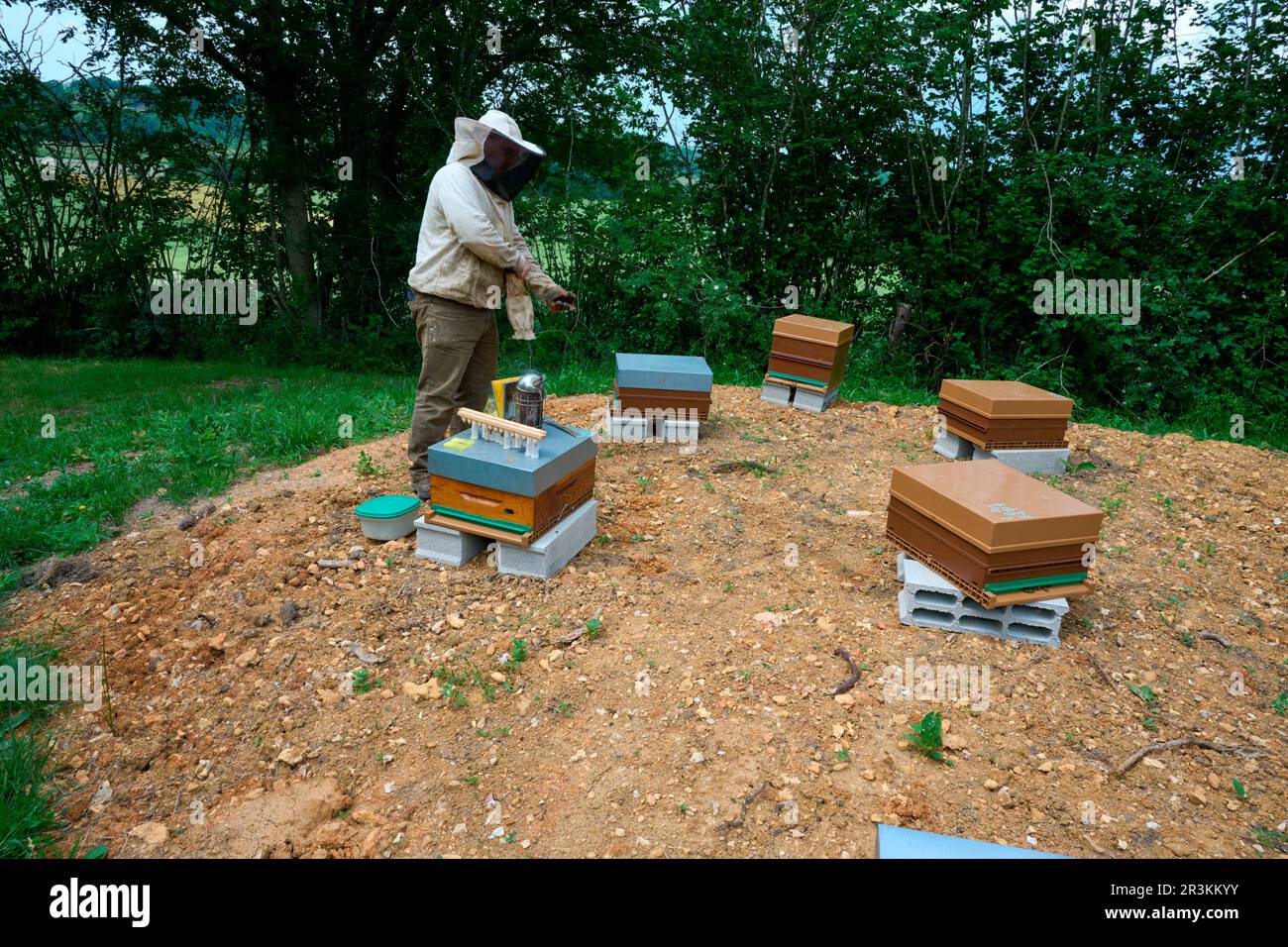 Buckfast bee, queen placement in an orphan swarm, Central Region ...