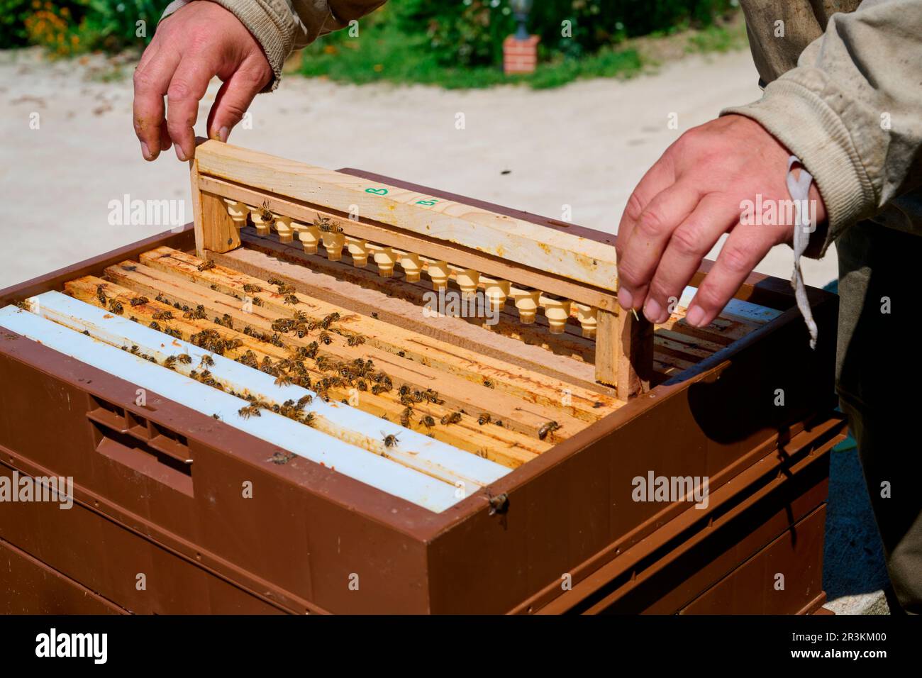 Buckfast bee, Installation of cups for queen rearing, Central Region ...