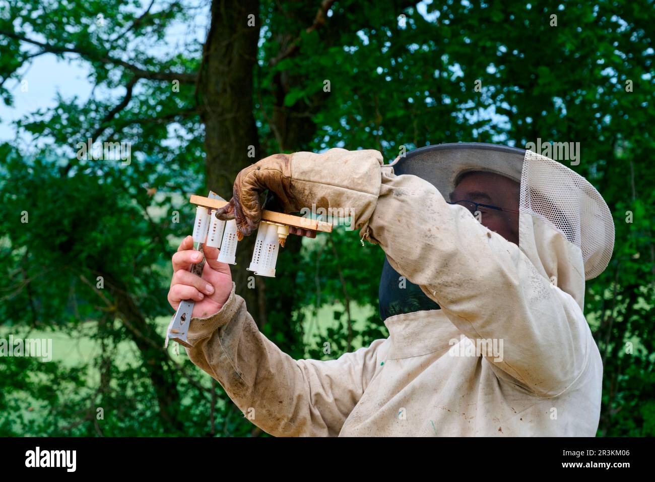 Buckfast bee, Visualisation of the progress of the royal cell before ...