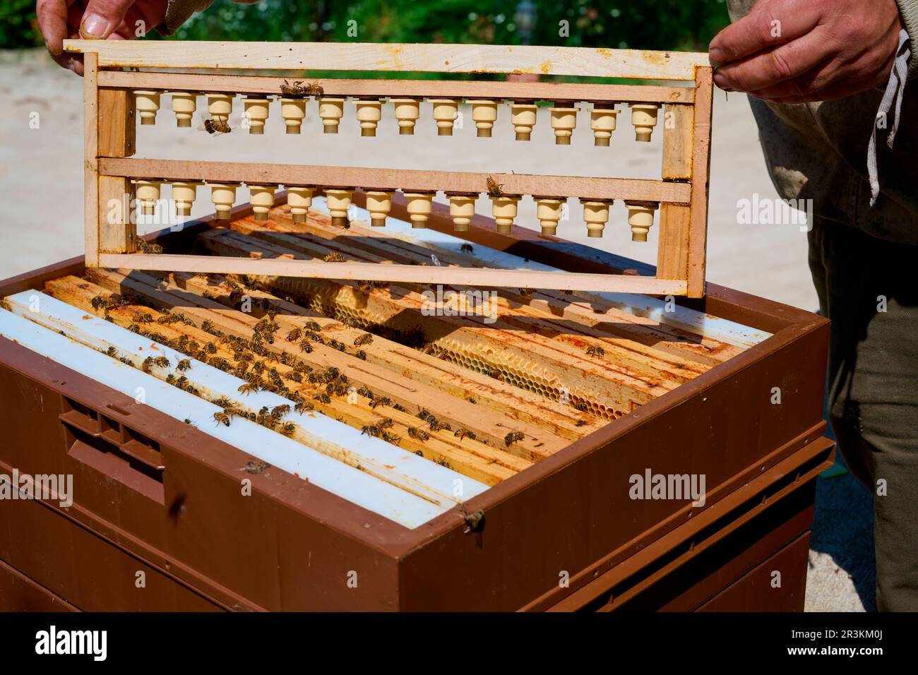 Buckfast bee, Installation of cups for queen rearing, Central Region ...