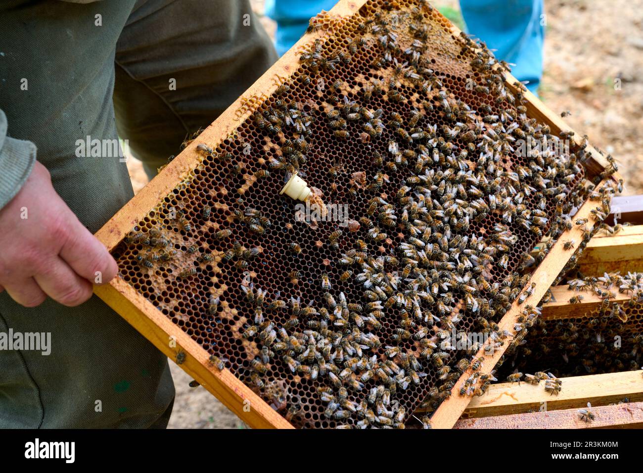 Buckfast bee, A cupule is installed before the queen hatches. It is ...