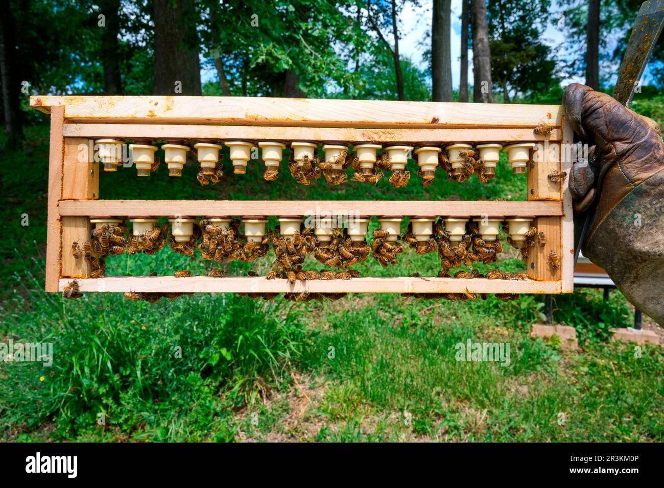 Buckfast bee, Checking cupules newly installed in the hive, work of the ...
