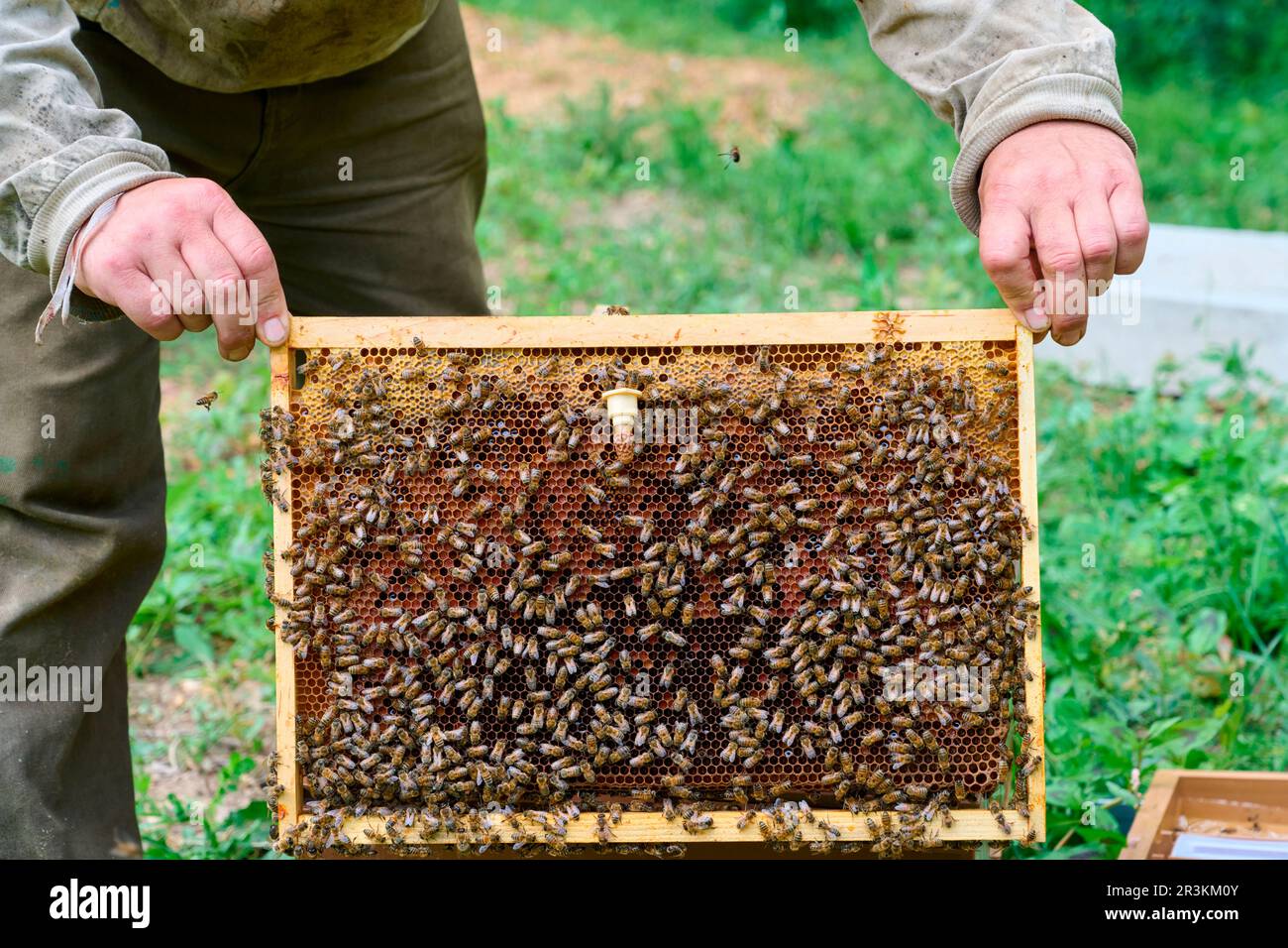 Buckfast bee, Installation of a cup before queen hatching, Central ...