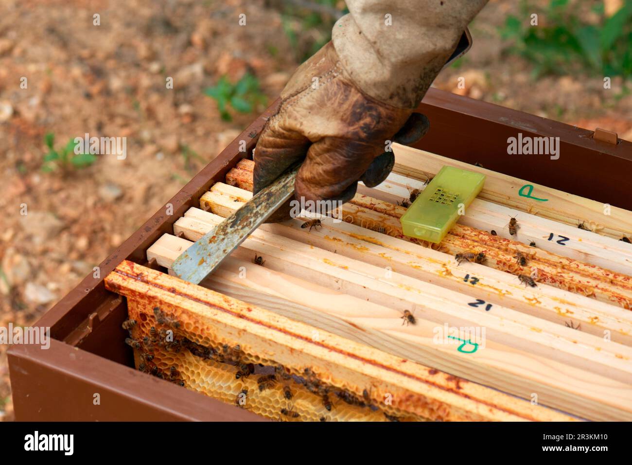 Buckfast bee, placing a virgin queen with workers and food for adoption ...