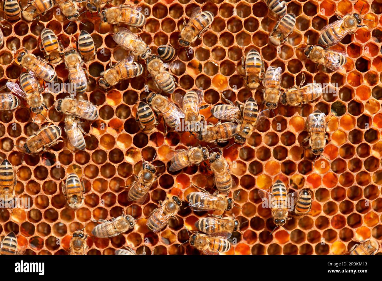 Buckfast bee, workers at work, Centre Region, France Stock Photo - Alamy