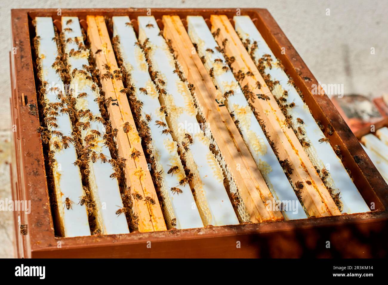 Buckfast bee, Visualisation of brood frames, Centre Region, France ...