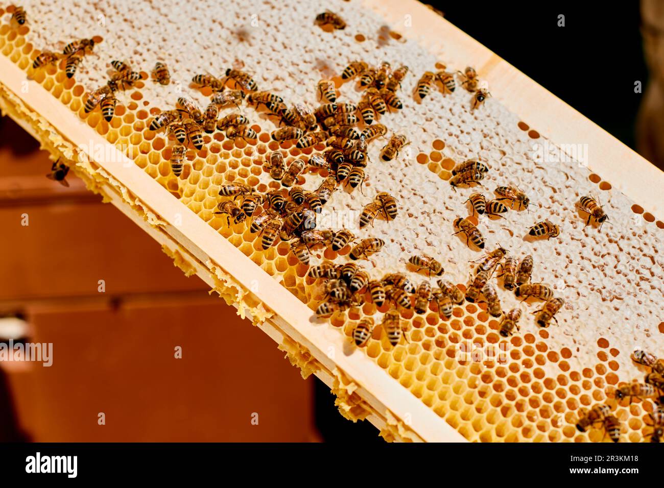 Buckfast bee, nectar cells and dried cells filled with honey, Centre ...