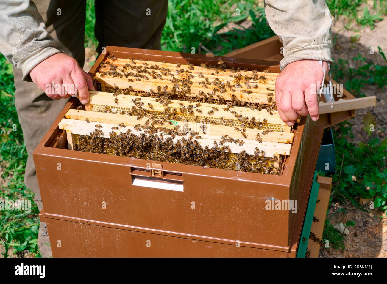Buckfast bee, Open hive, Centre region, France Stock Photo - Alamy