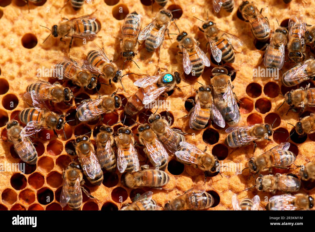 Buckfast bee, Genetically selected breeding queen. Queen stock for ...