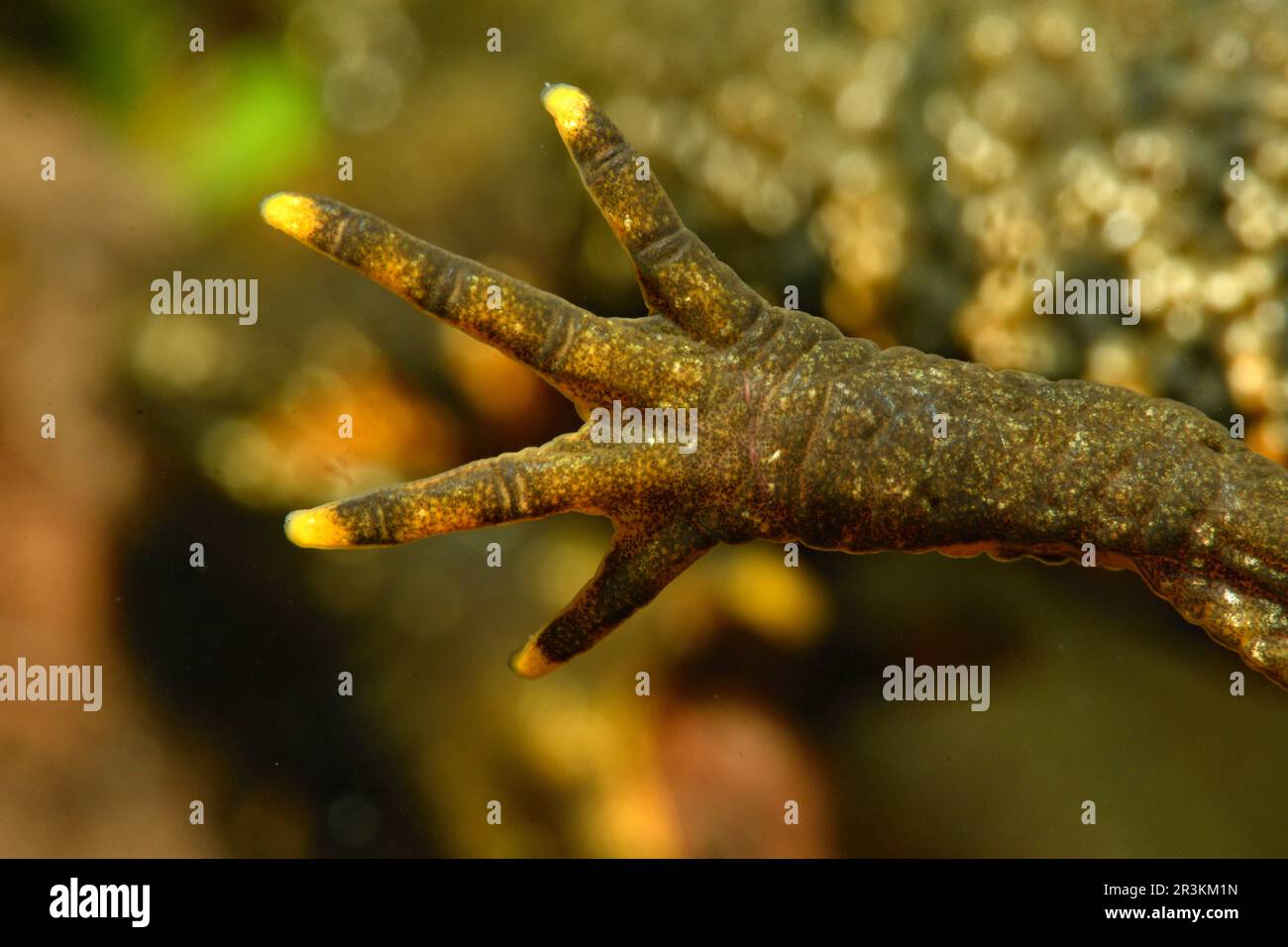 Detail of the front leg of a female Crested Newt (Triturus cristatus ...