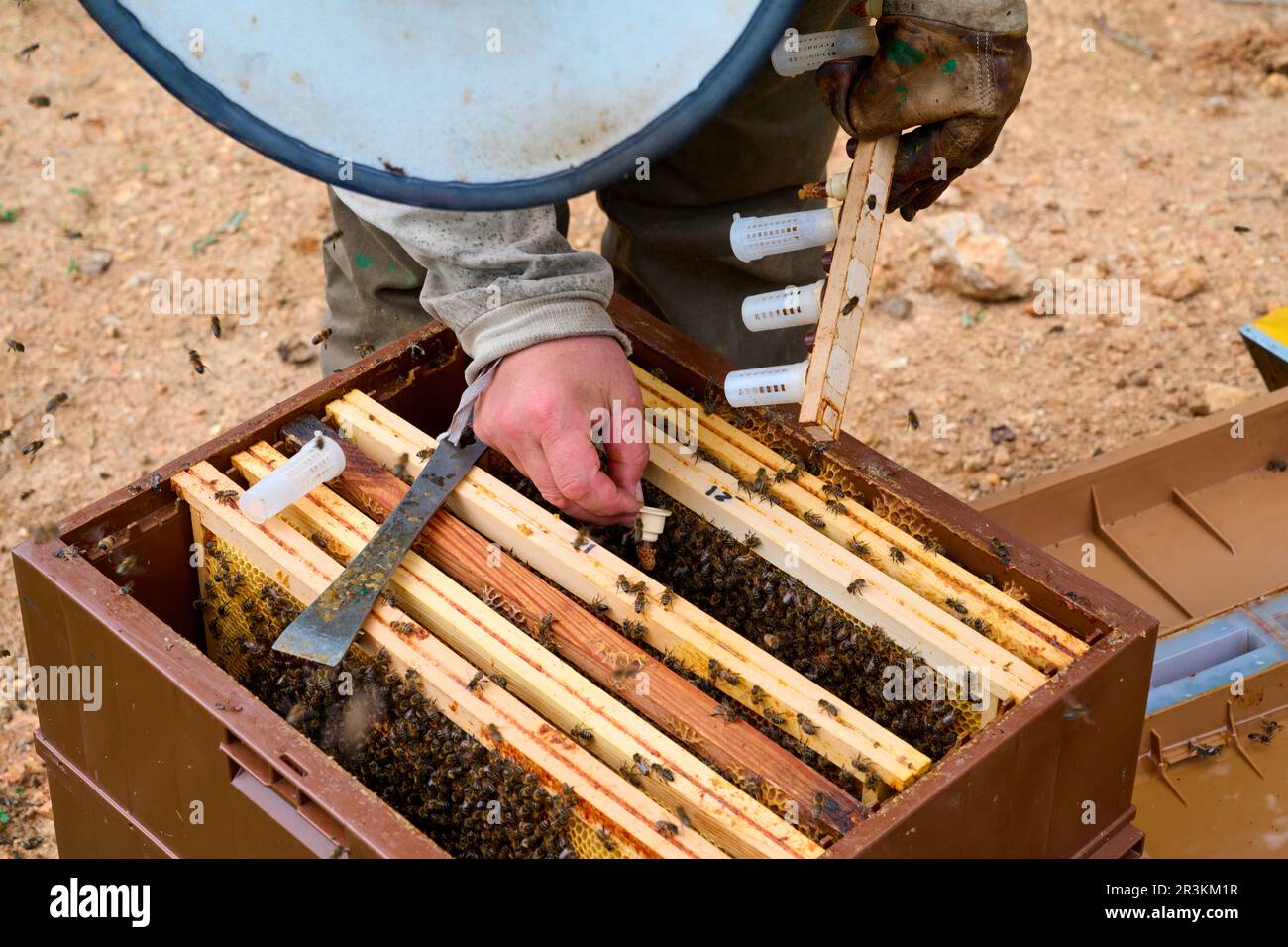 Buckfast bee, Setting up a queen rearing cup, Central Region, France ...