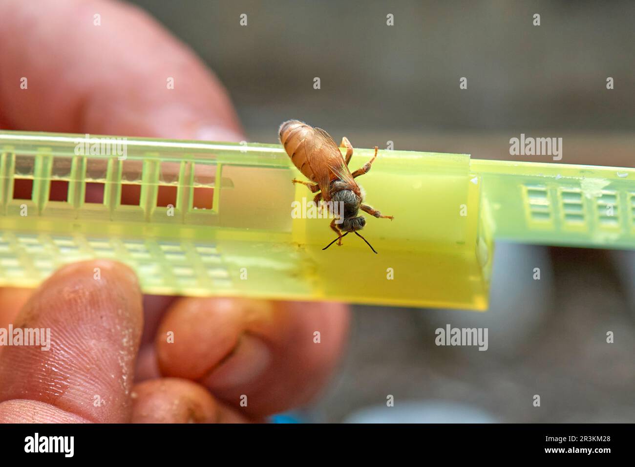 Buckfast bee, Transfer of a virgin queen to an adoption cage, Centre ...