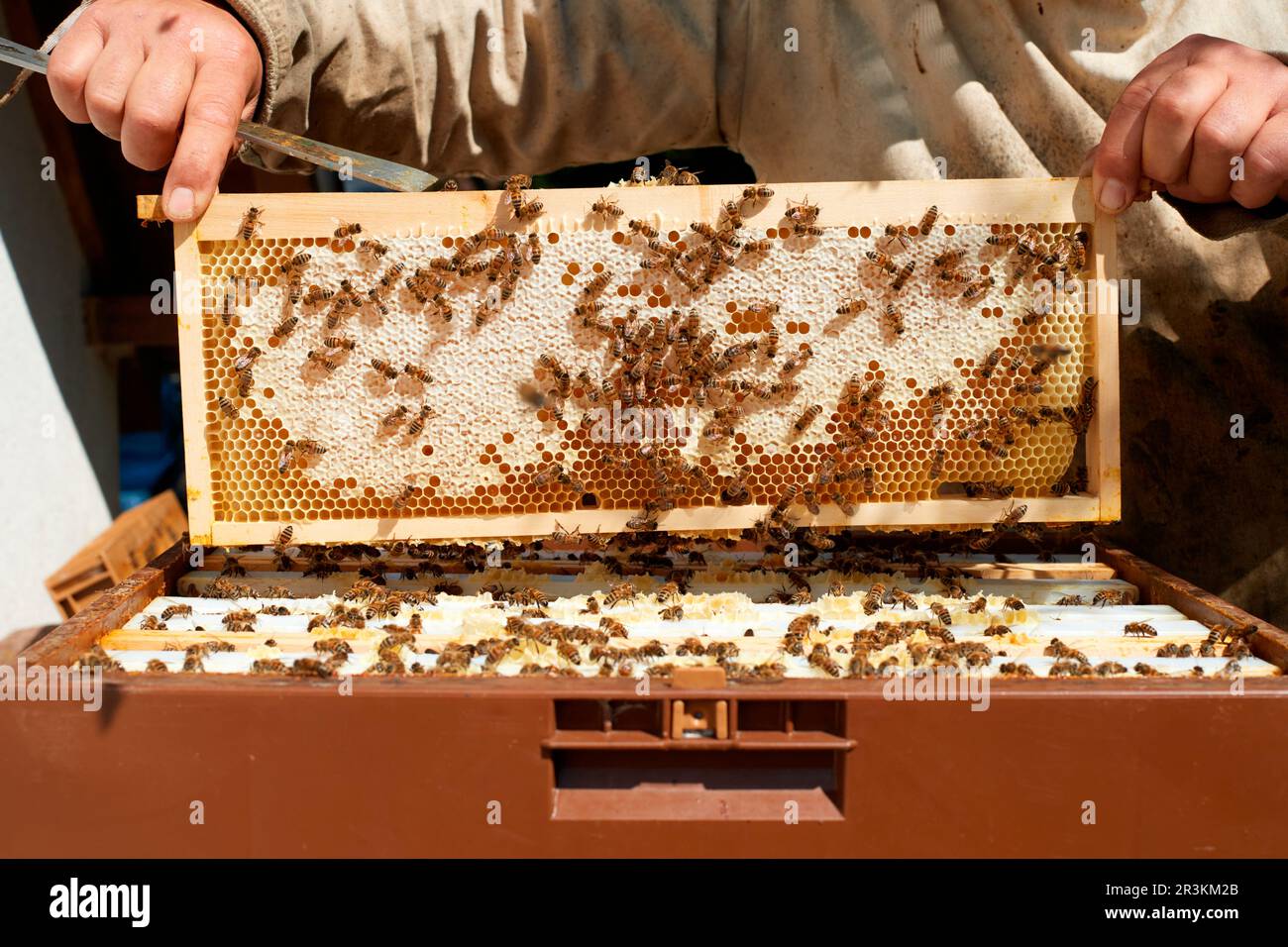 Buckfast bee, nectar cells and dried cells filled with honey, Centre ...