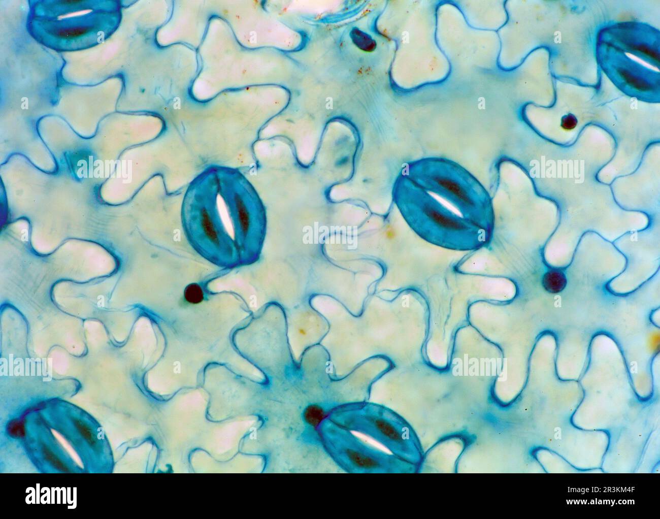 Leaf stomata hi-res stock photography and images - Alamy
