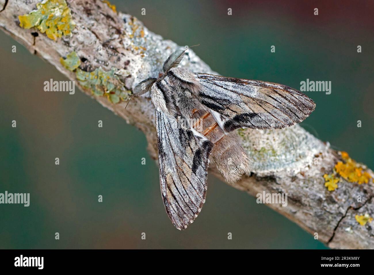 Tawny Prominent (Harpyia milhauseri), moth on wood, top view, open ...