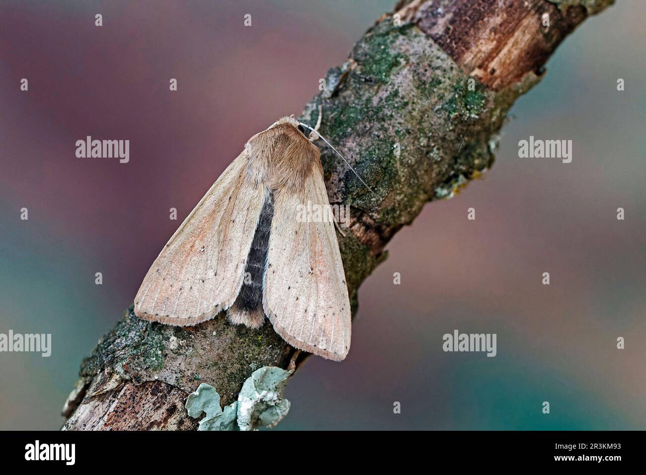 True armyworm moth (Mythimna unipuncta), moth on wood, top view, open ...