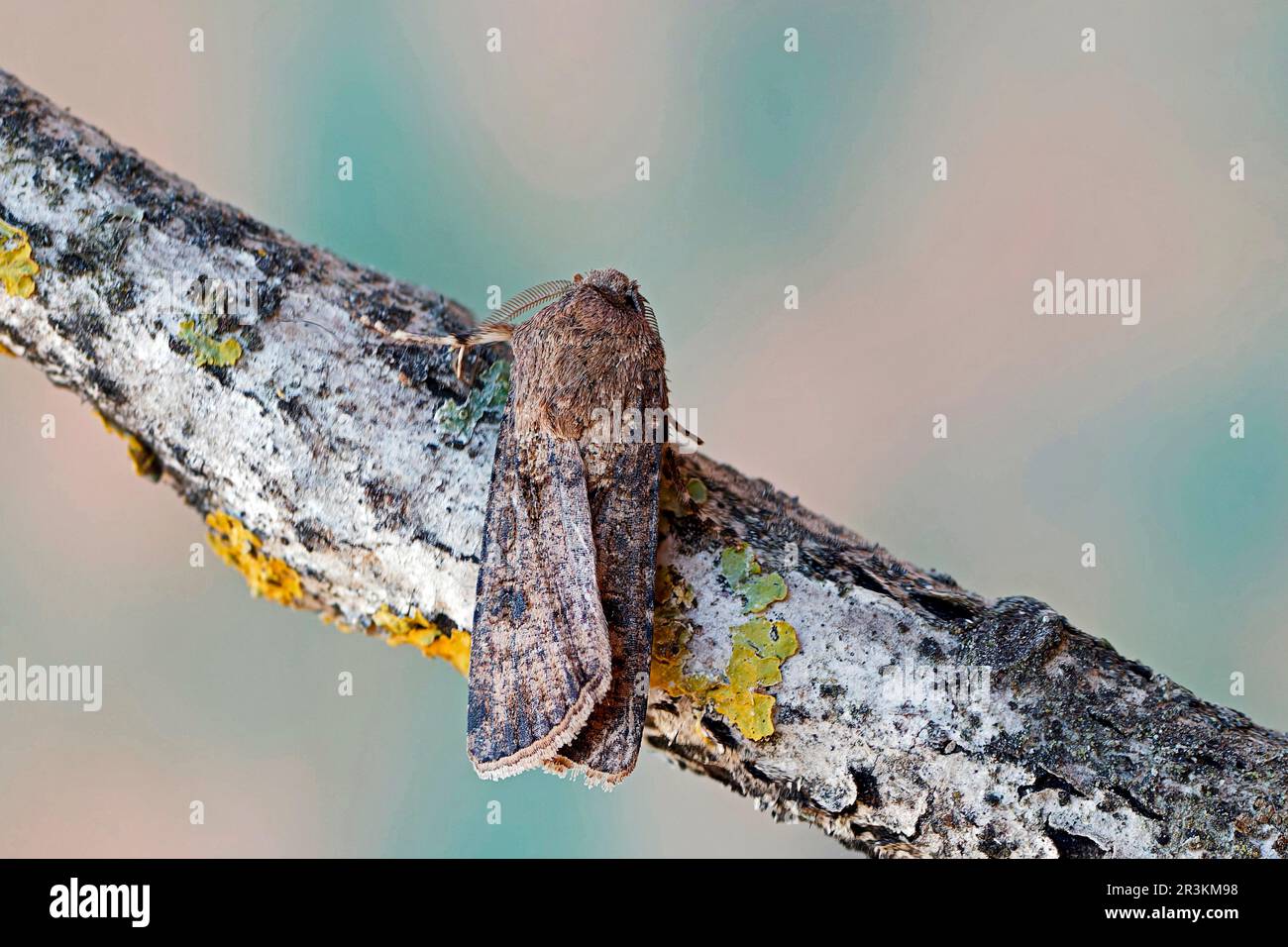 Turnip moth (Agrotis segetum), moth on wood, top view, Gers, France ...