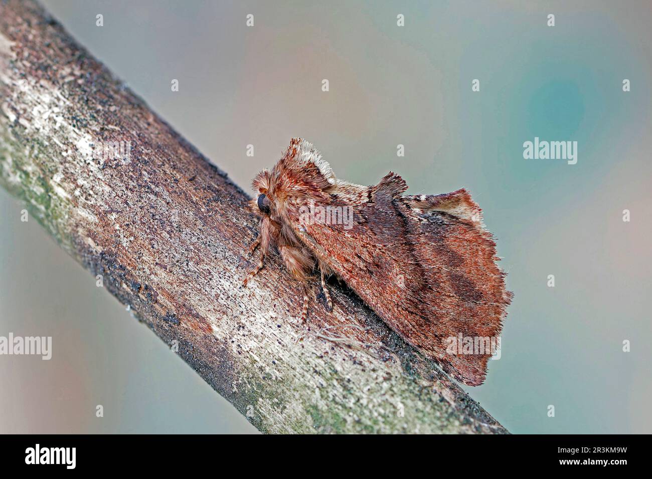 Coxcomb prominent (Ptilodon capucina), moth on wood, side view, Gers ...