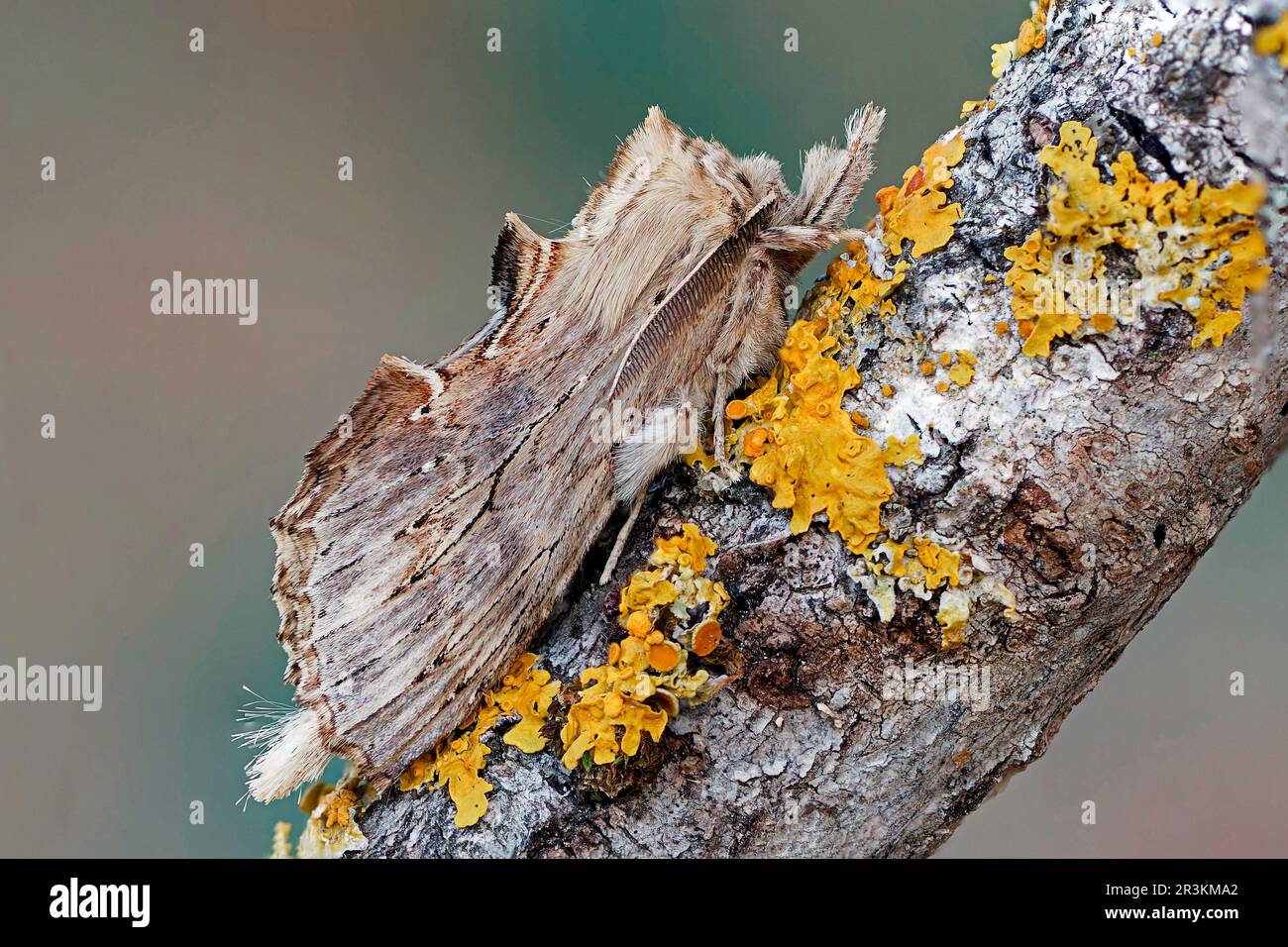 Pale Prominent (Pterostoma palpinum), moth on wood, side view, Gers ...