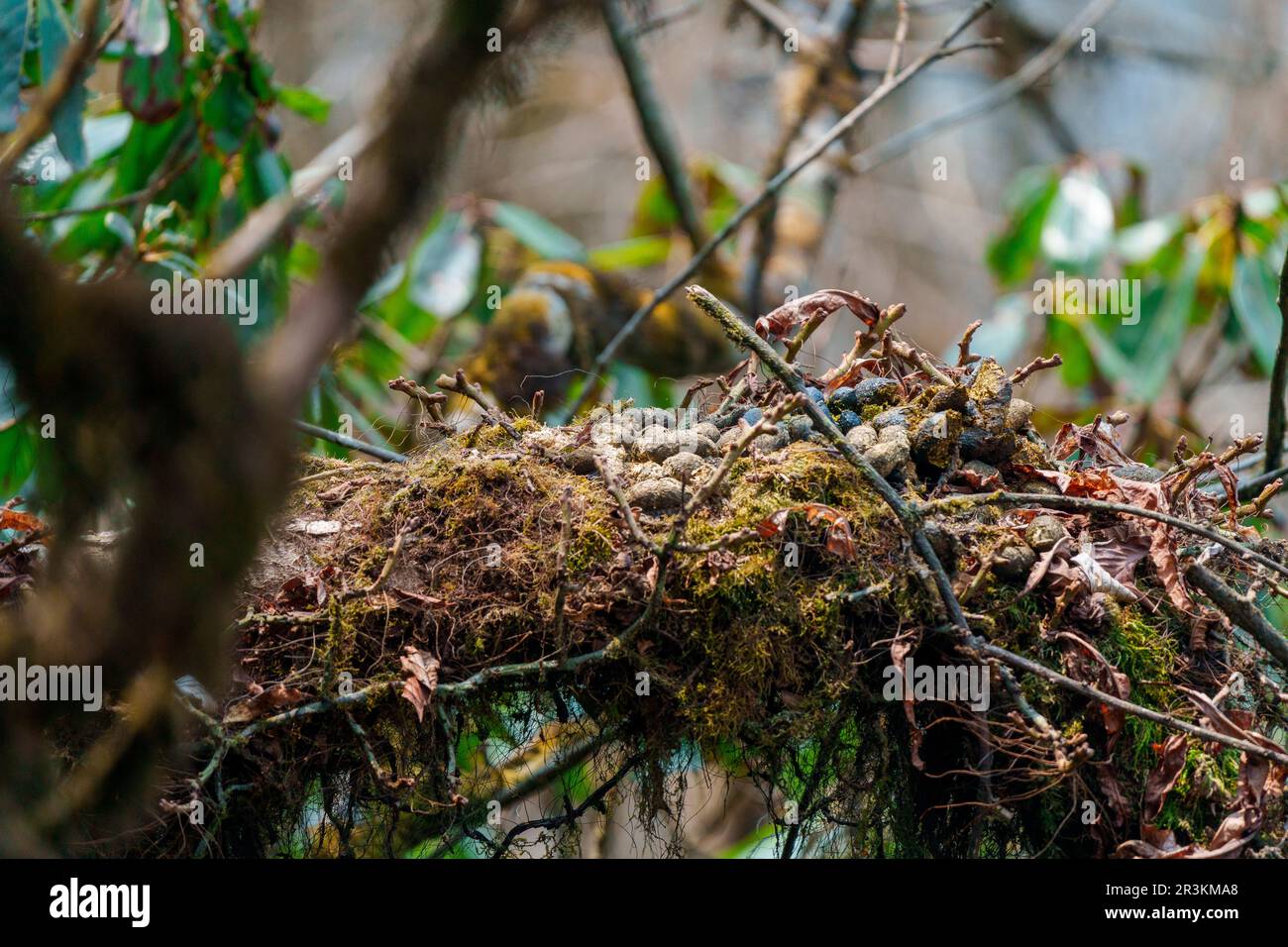 Droppings of Little Panda (Ailurus fulgens), in a tree, Singalila ...