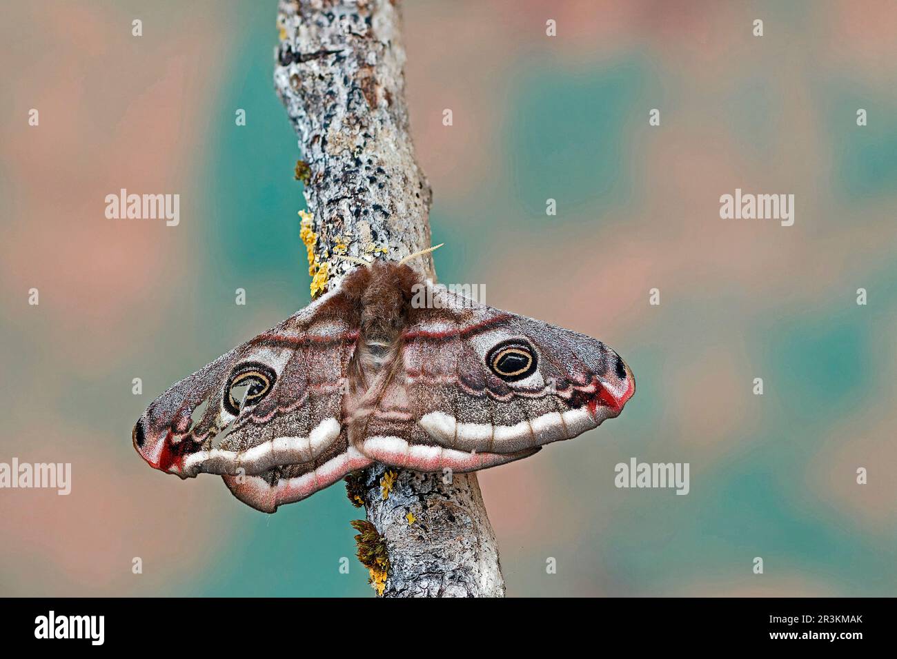 Emperor moth (Saturnia pavonia) or Small emperor moth (Saturnia ...