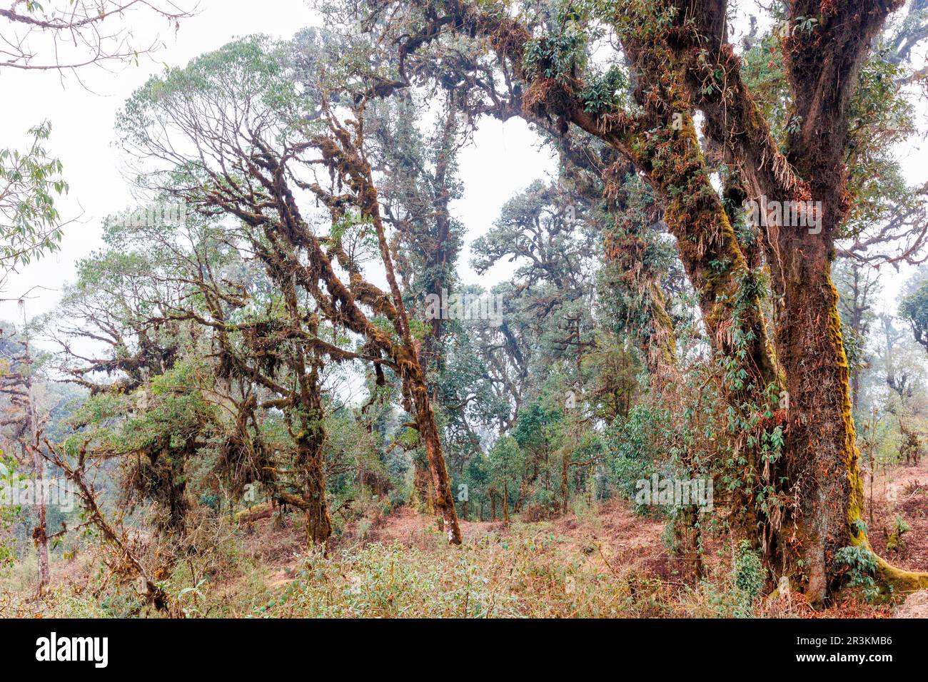 Mossy oak forest in the sub-alpine zone, habitat of the Red Panda ...