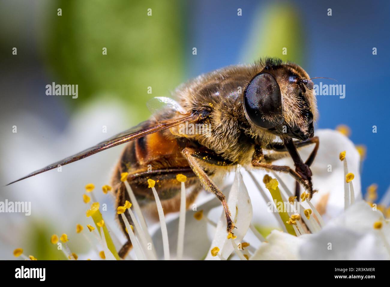 Bee sitting on a spring tree bloom and collecting nectar Stock Photo ...