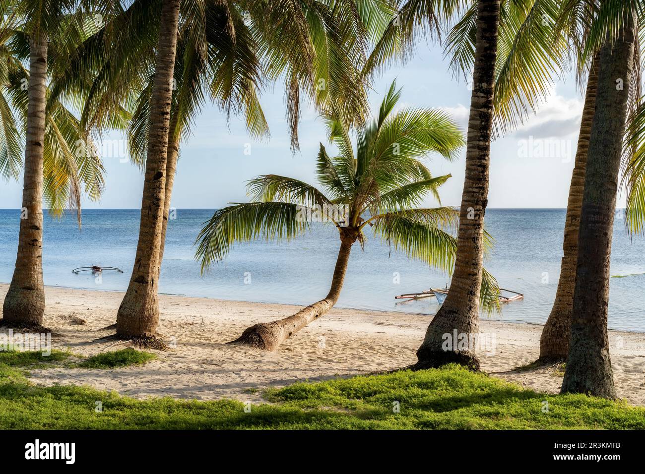 Small palm tree on the beach in siquijor philippines Stock Photo - Alamy