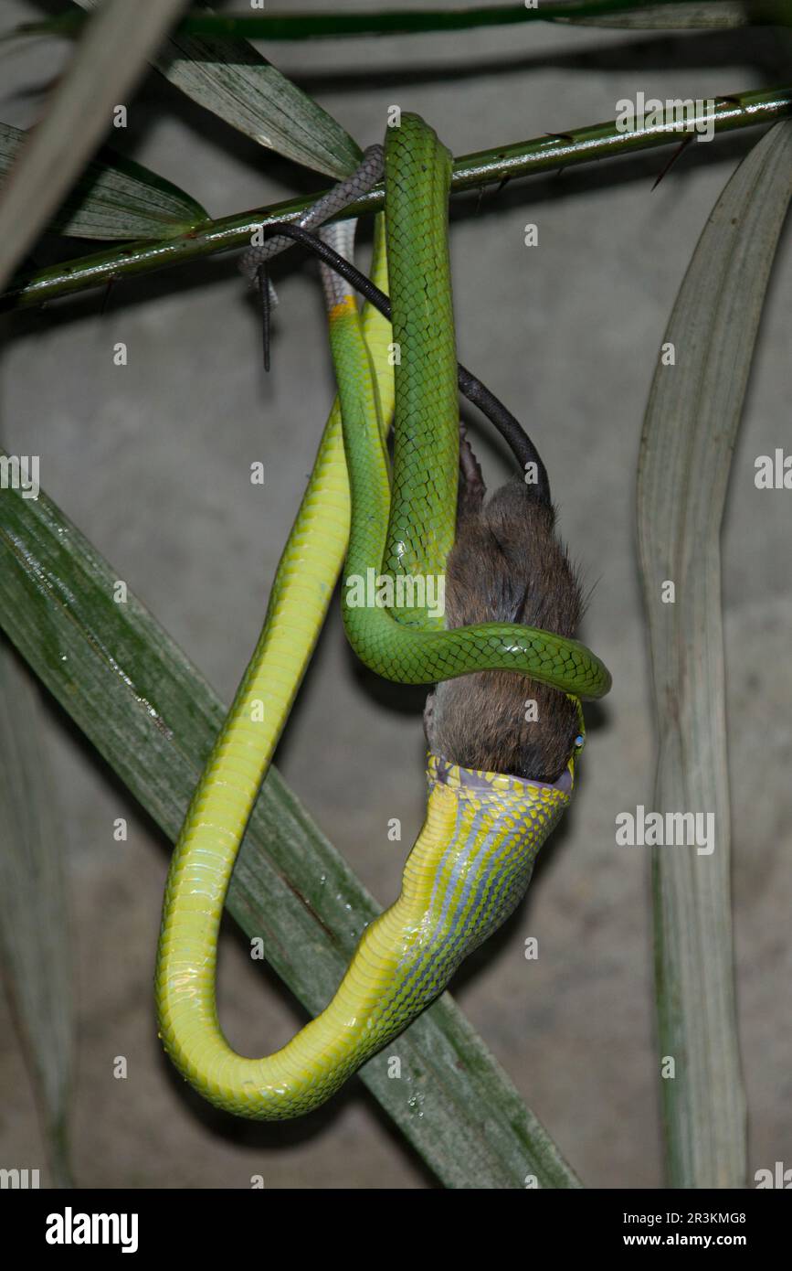 Red-tailed Racer Snake (Gonyosoma oxycephalum) eating rat (Rattus sp ...