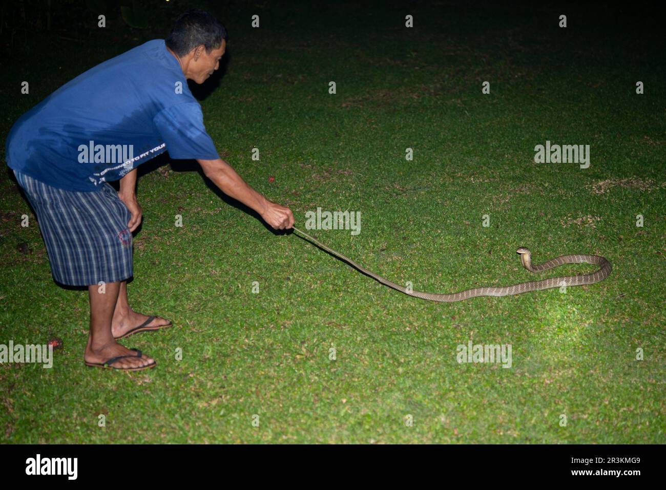 Man (model released) holding tail of King Cobra (Ophiophagus hannah ...