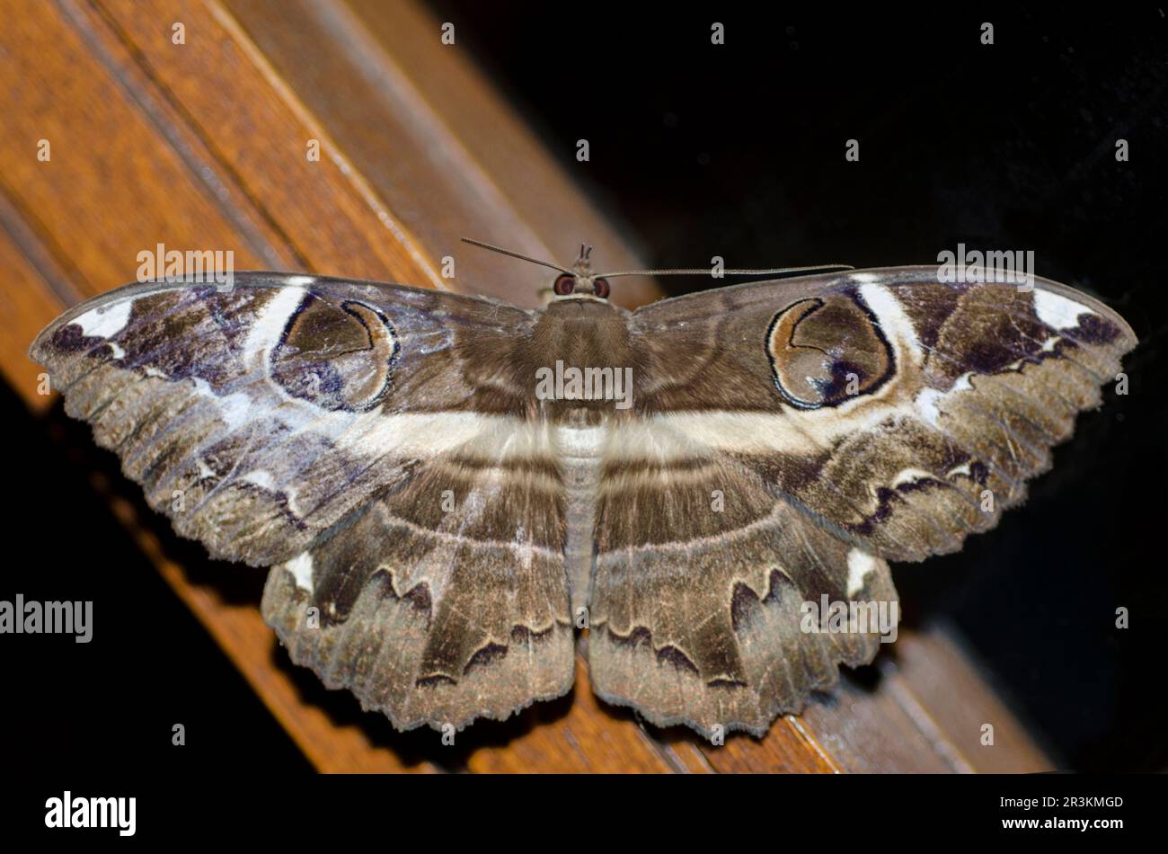 Indian Owlet Moth (Spirama retorta), Klungkung, Bali, Indonesia Stock ...