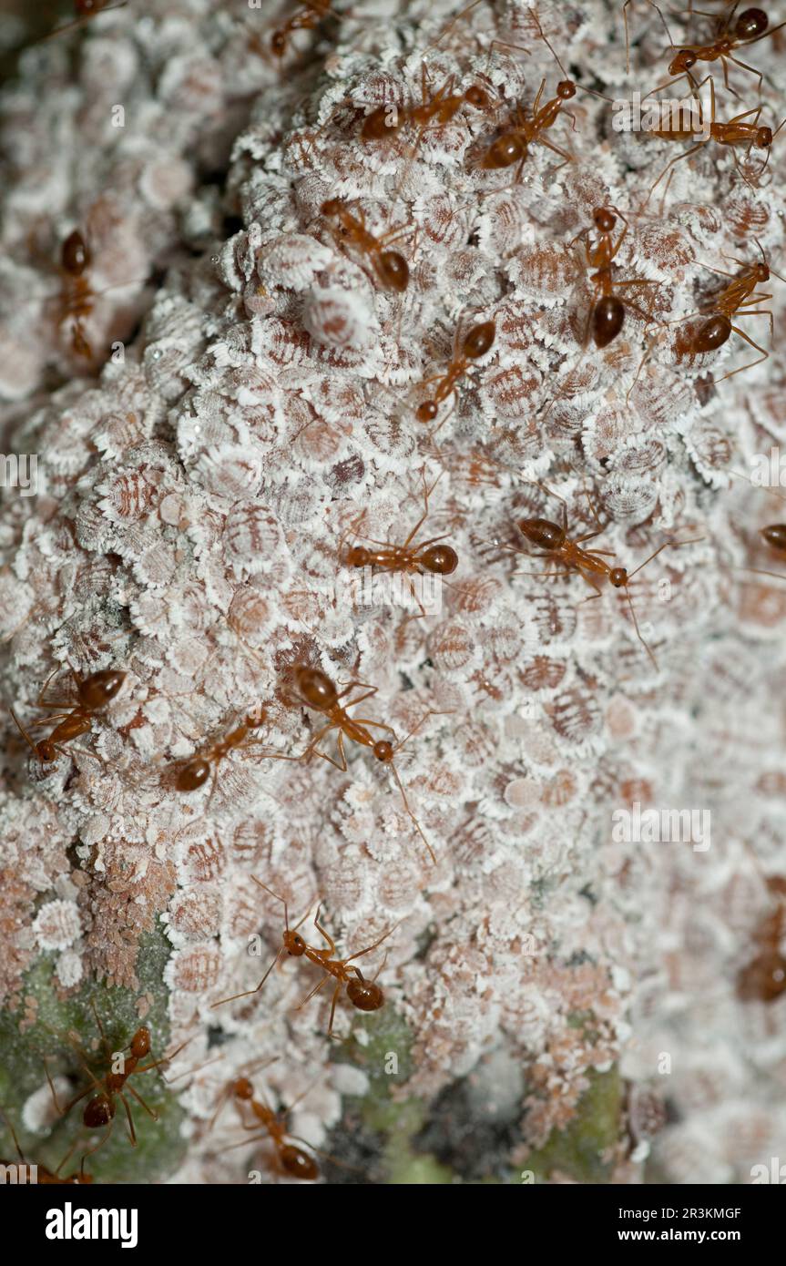 Weaver Ants (Oecophylla sp) guarding white Mealybugs (Pseudococcidae ...