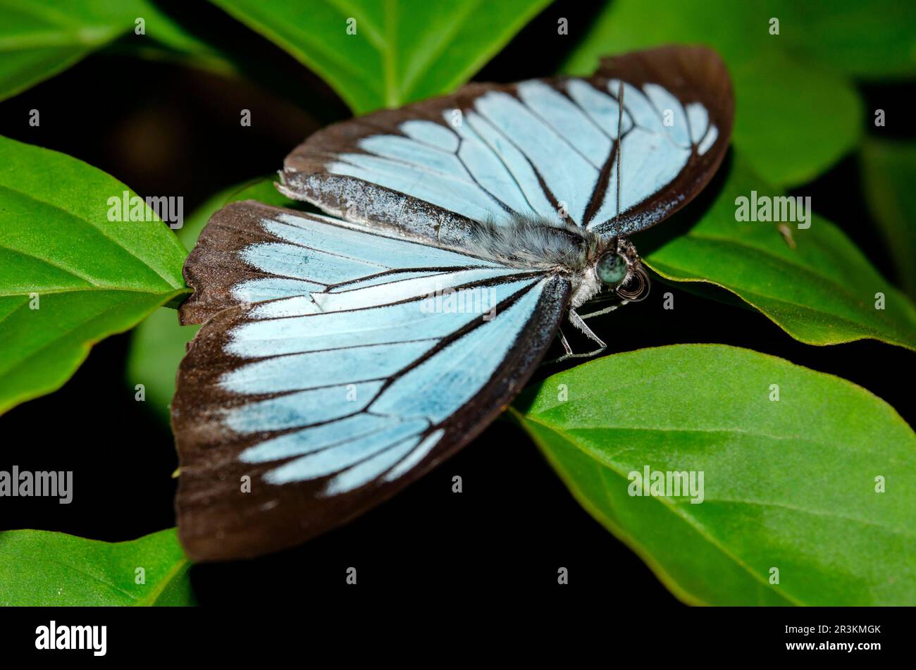 Common Wanderer Butterfly (Pareronia valeria), Sukawati, Bali ...