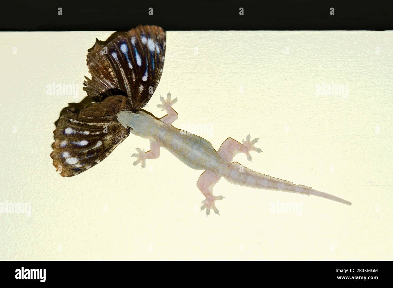 Flat-tailed House Gecko (Hemidactylus platyurus) with Butterfly ...