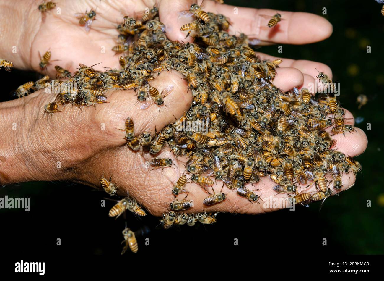 Man (model released) looking for queen bee amongst swarm of Bees (Apis ...