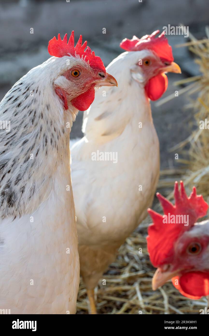 Mixed breed Hens in coop Stock Photo - Alamy