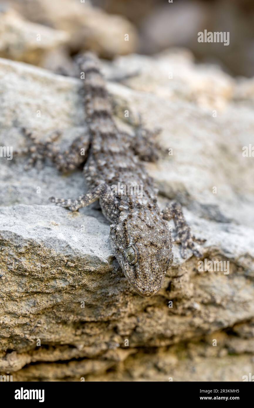 Common wall gecko (Tarentola mauritanica) on a dry stone wall, Bouches ...
