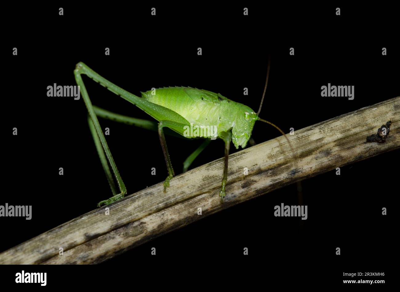 Katydid (Tettigoniidae Family) on stem, Klungkung, Bali, Indonesia ...