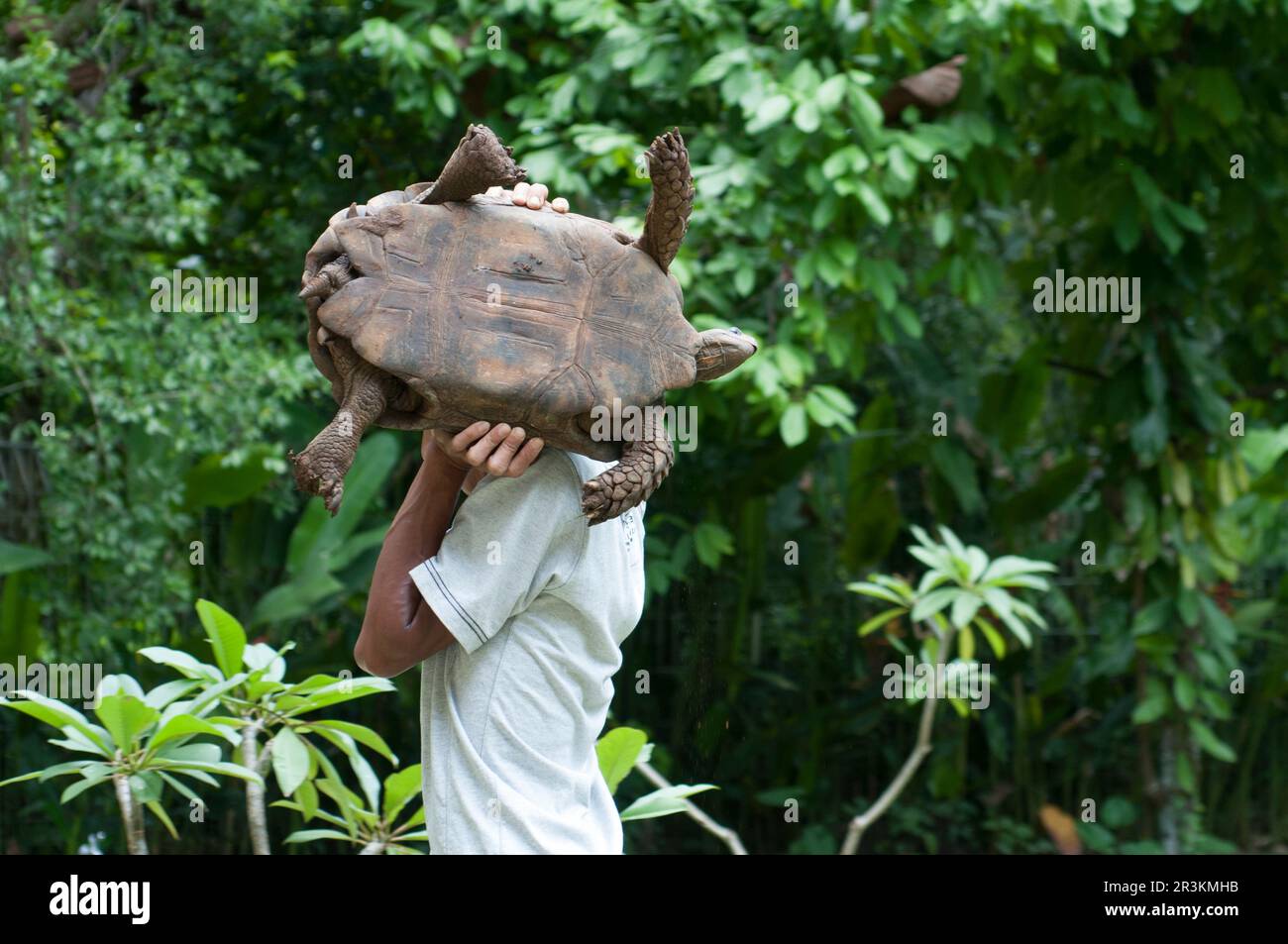 Man (model released) carrying Tortoise (Testudinidae Family), showing ...