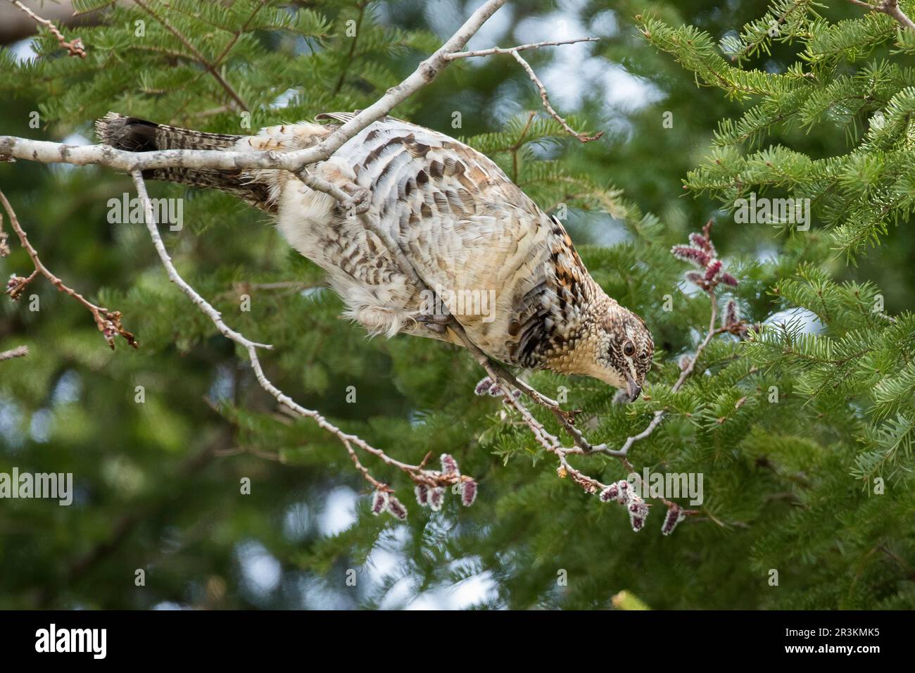 Male ruffed grouse (bonasa umbellus) on a paper birch (Betula ...