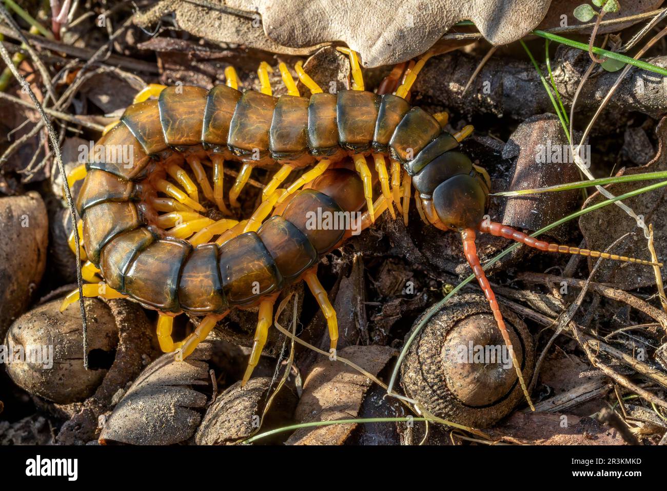 Mediterranean banded centipede (Scolopendra cingulata), Bouches-du ...