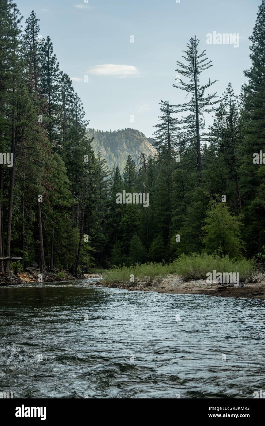 Tuolumne River Bends Around Pine Forests in Pate Valley of Yosemite ...