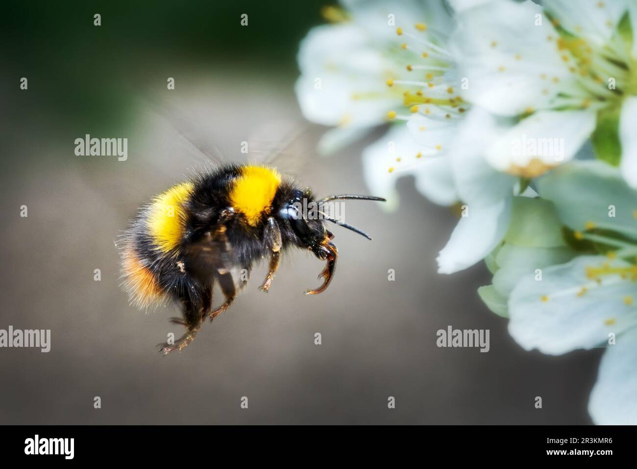 Flight of the bumblebee hi-res stock photography and images - Alamy