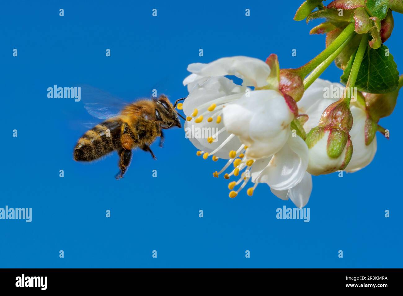Bee in flight collecting nectar at at spring tree in bloom Stock Photo ...