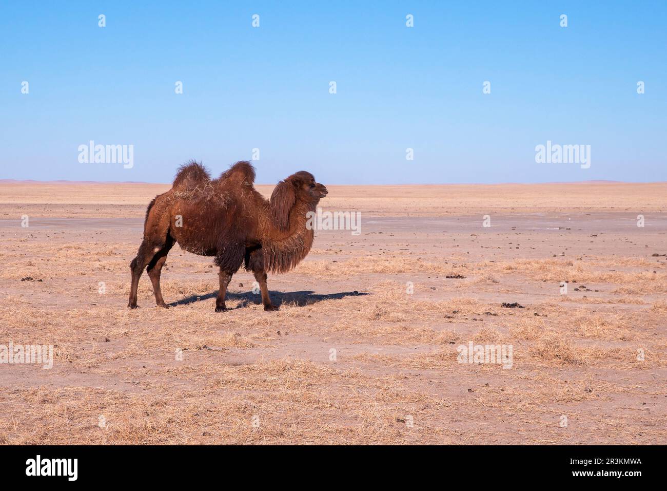 Bactrian camel (Camelus bactrianus), Steppe area, East Mongolia ...