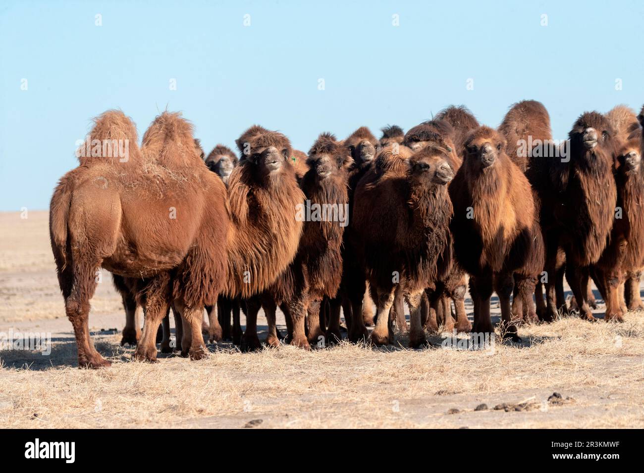 Bactrian camel (Camelus bactrianus), Steppe area, East Mongolia ...